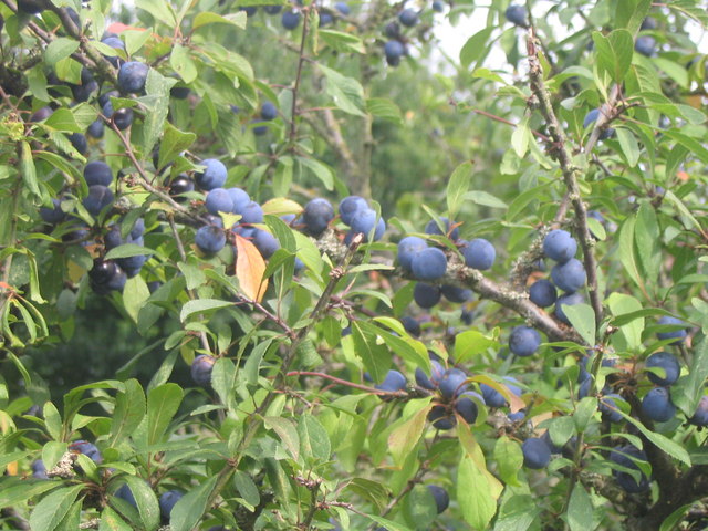 Sloe Gin Season Rural View Estate Agents sloe-gin-season-rural-view-estate-agents